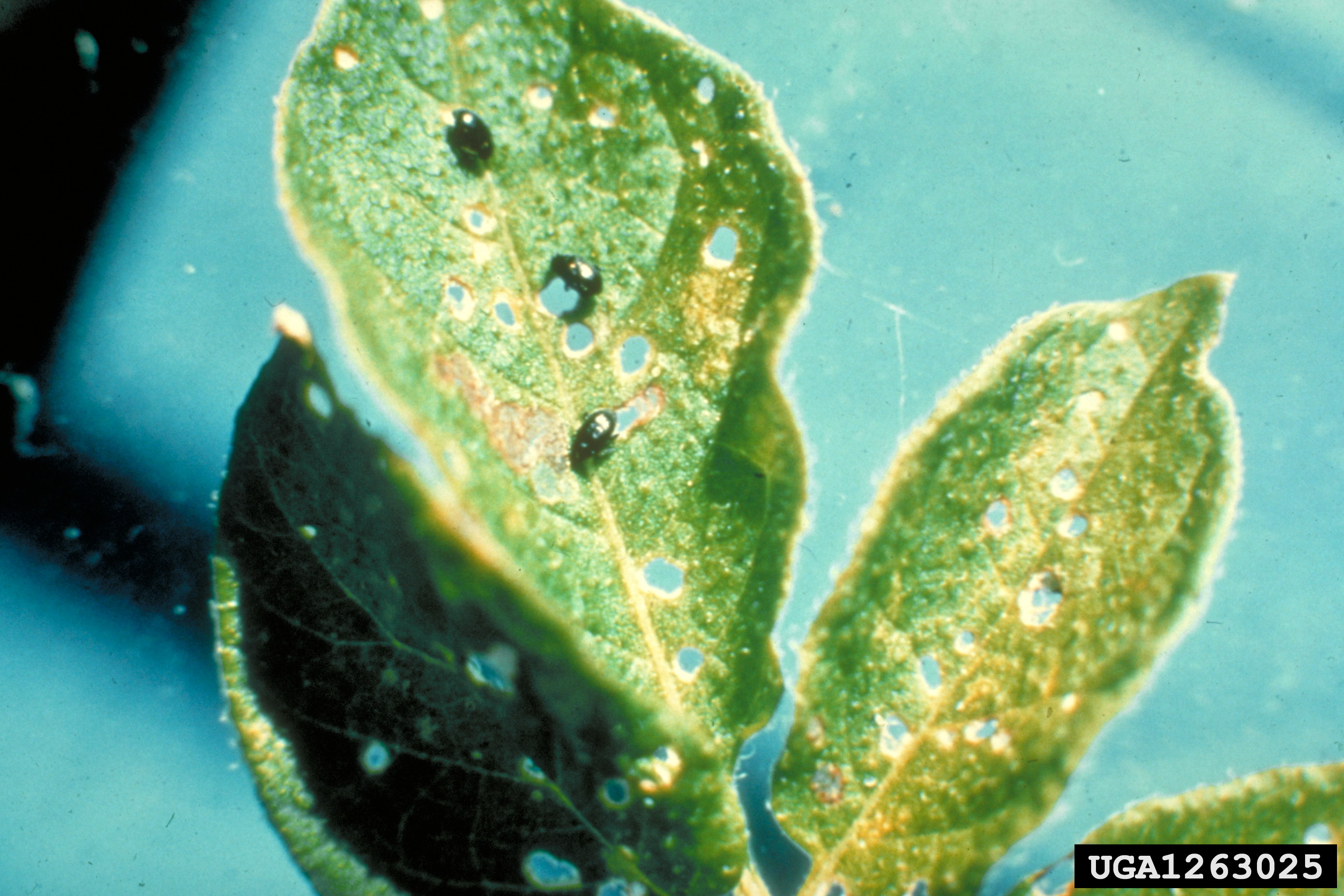 Epitrix-kirppa - #peruna365