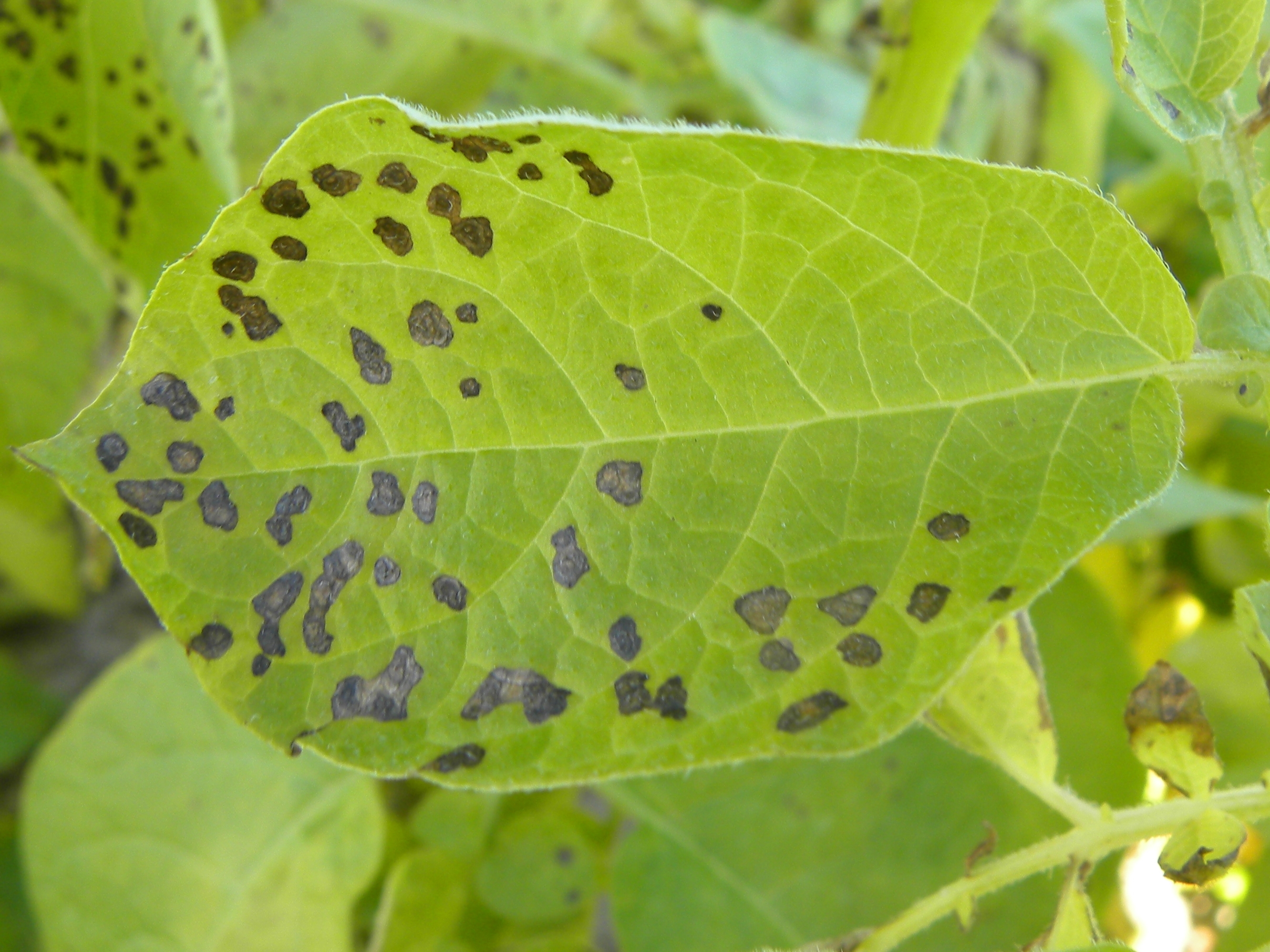 Lehtipolte - #peruna365